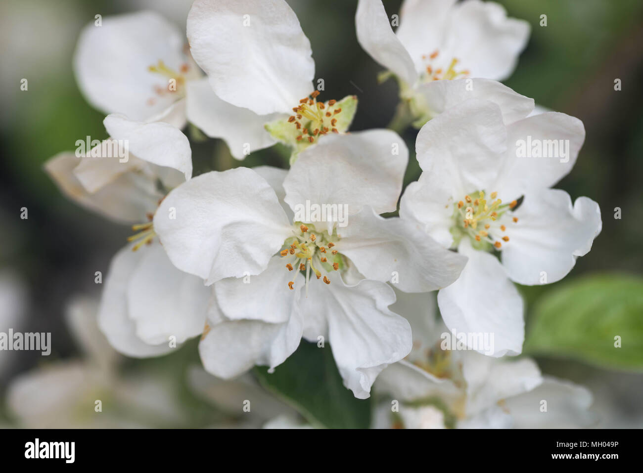 White apple tree hi-res stock photography and images - Alamy