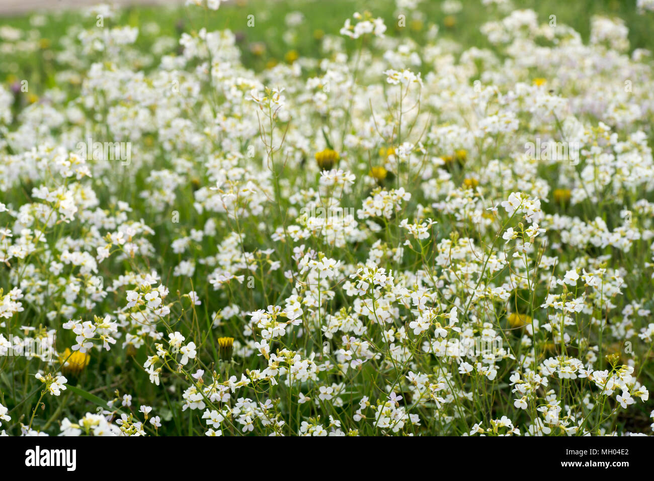 white wildflowers in spring meadow Stock Photo - Alamy