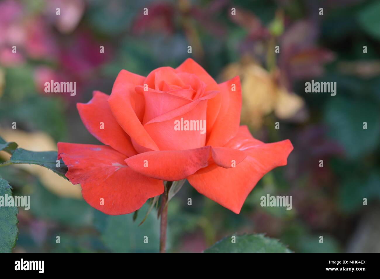 Rose Lady Rose Stock Photo - Alamy