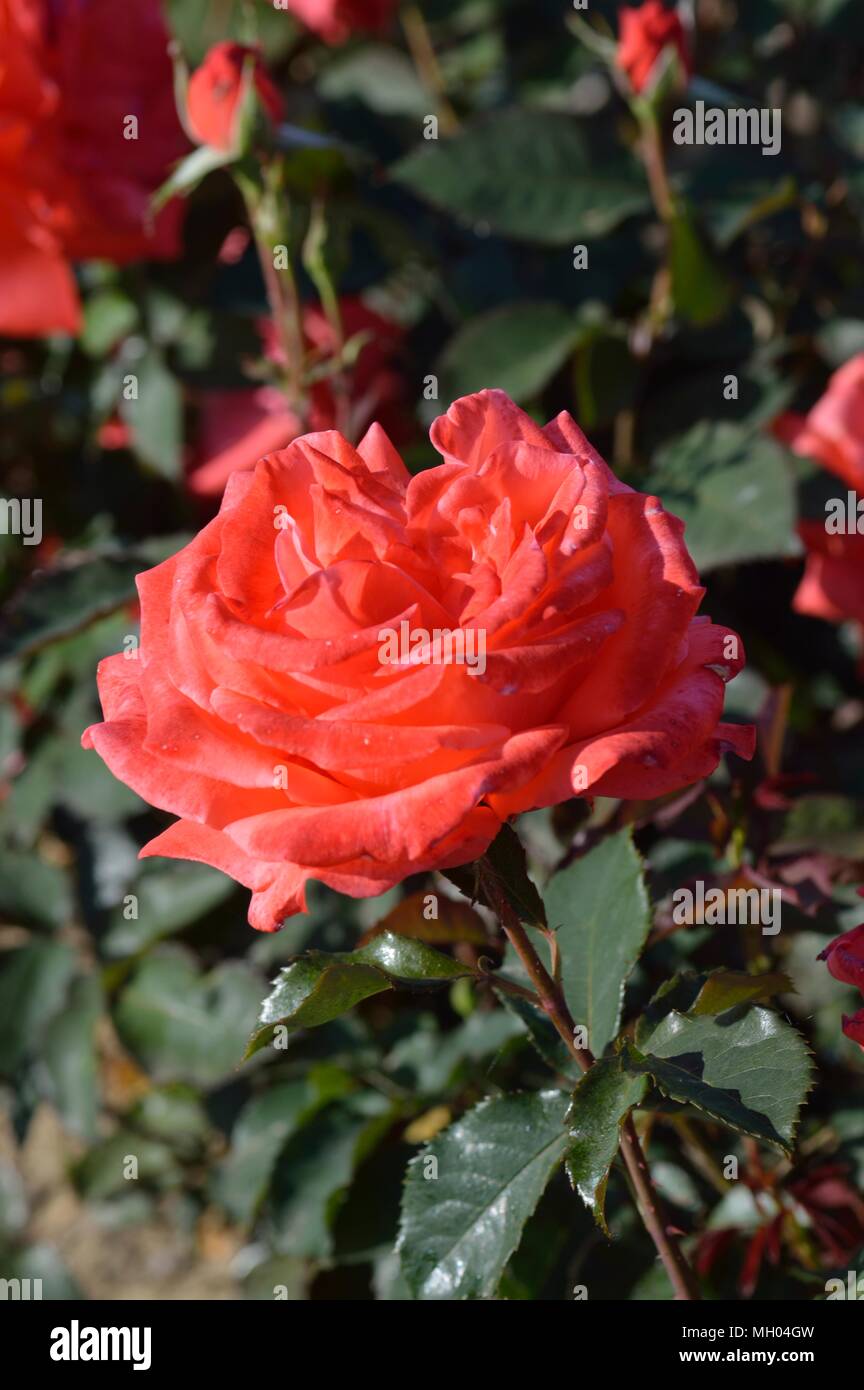 Rose Lady Rose Stock Photo - Alamy