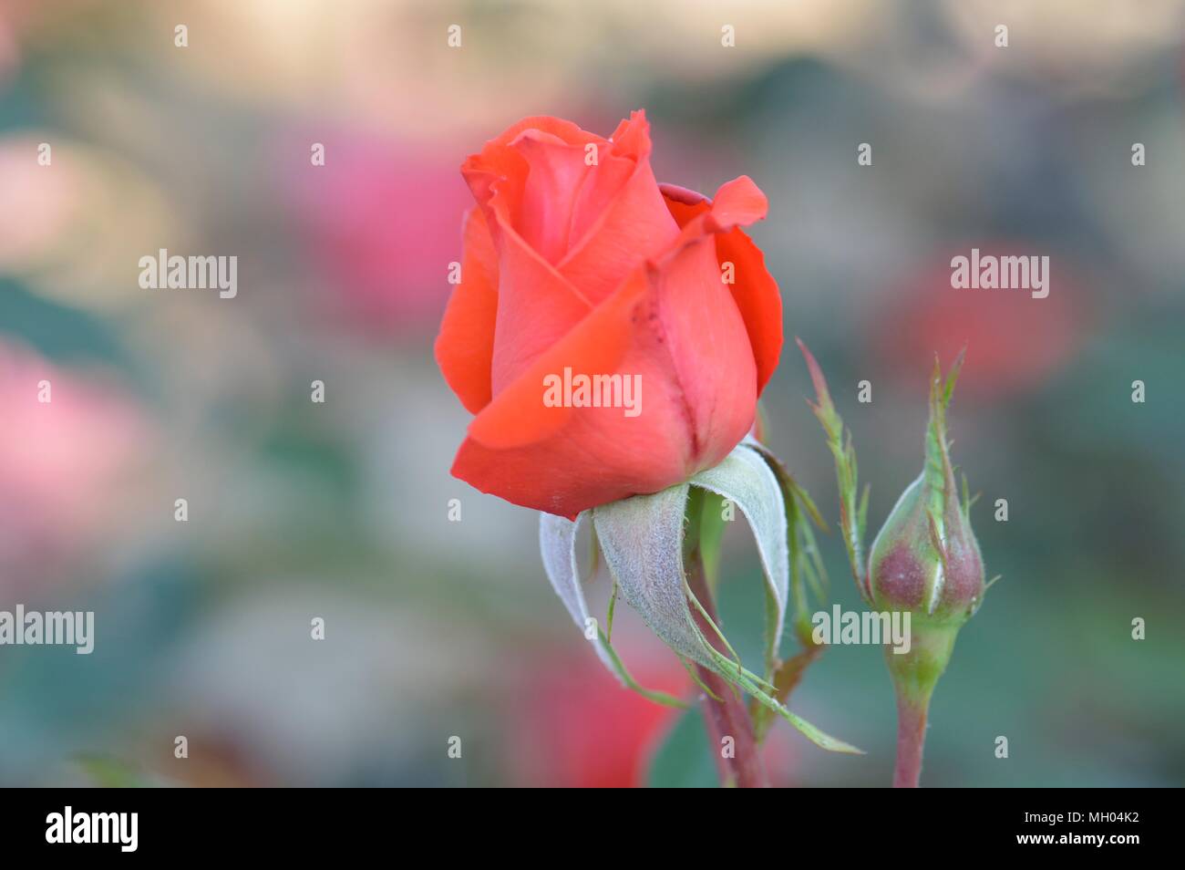 Rose Lady Rose Stock Photo - Alamy