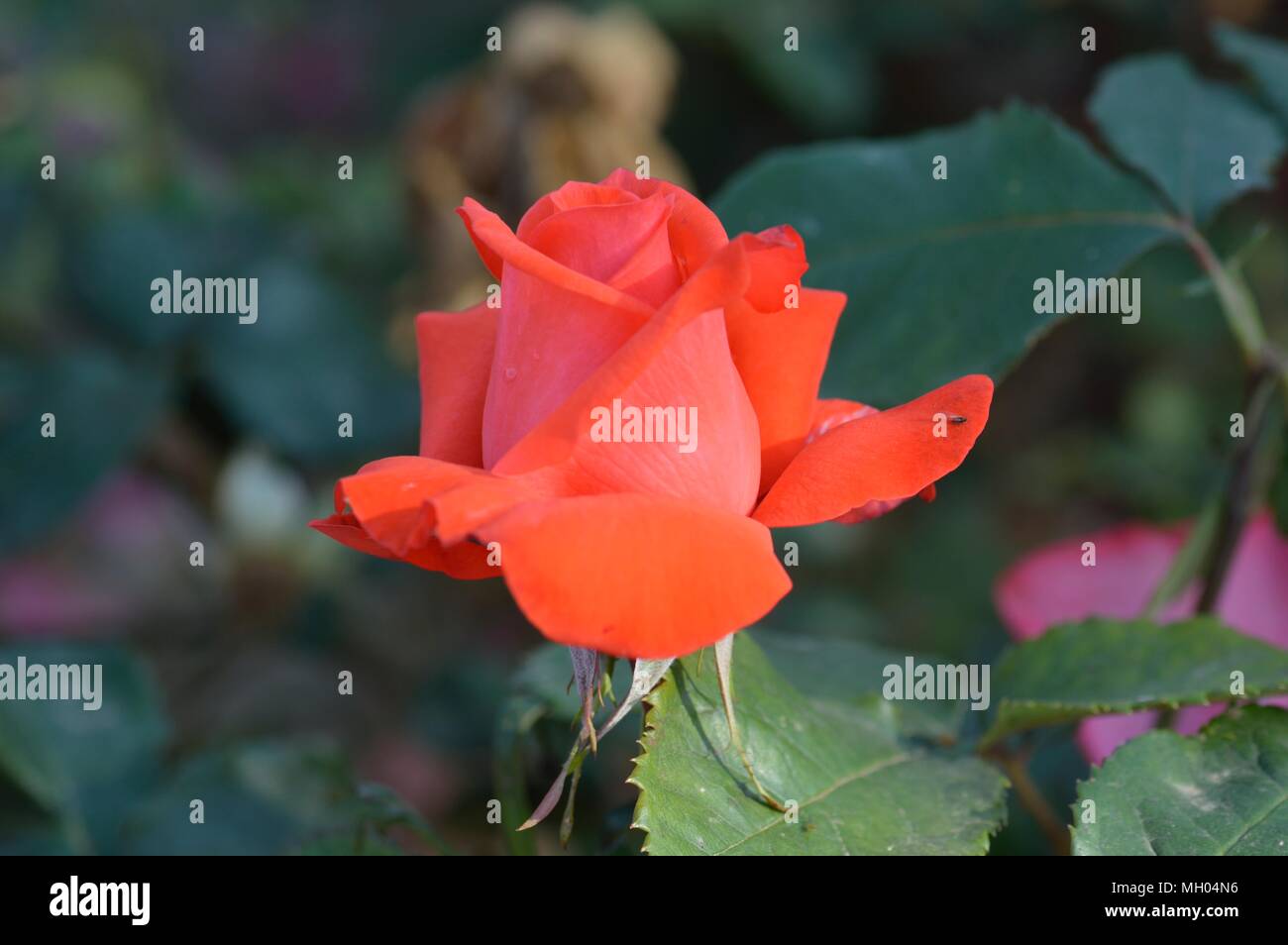 Rose Lady Rose Stock Photo - Alamy