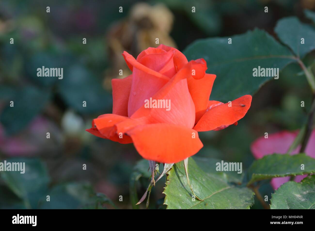 Rose Lady Rose Stock Photo - Alamy