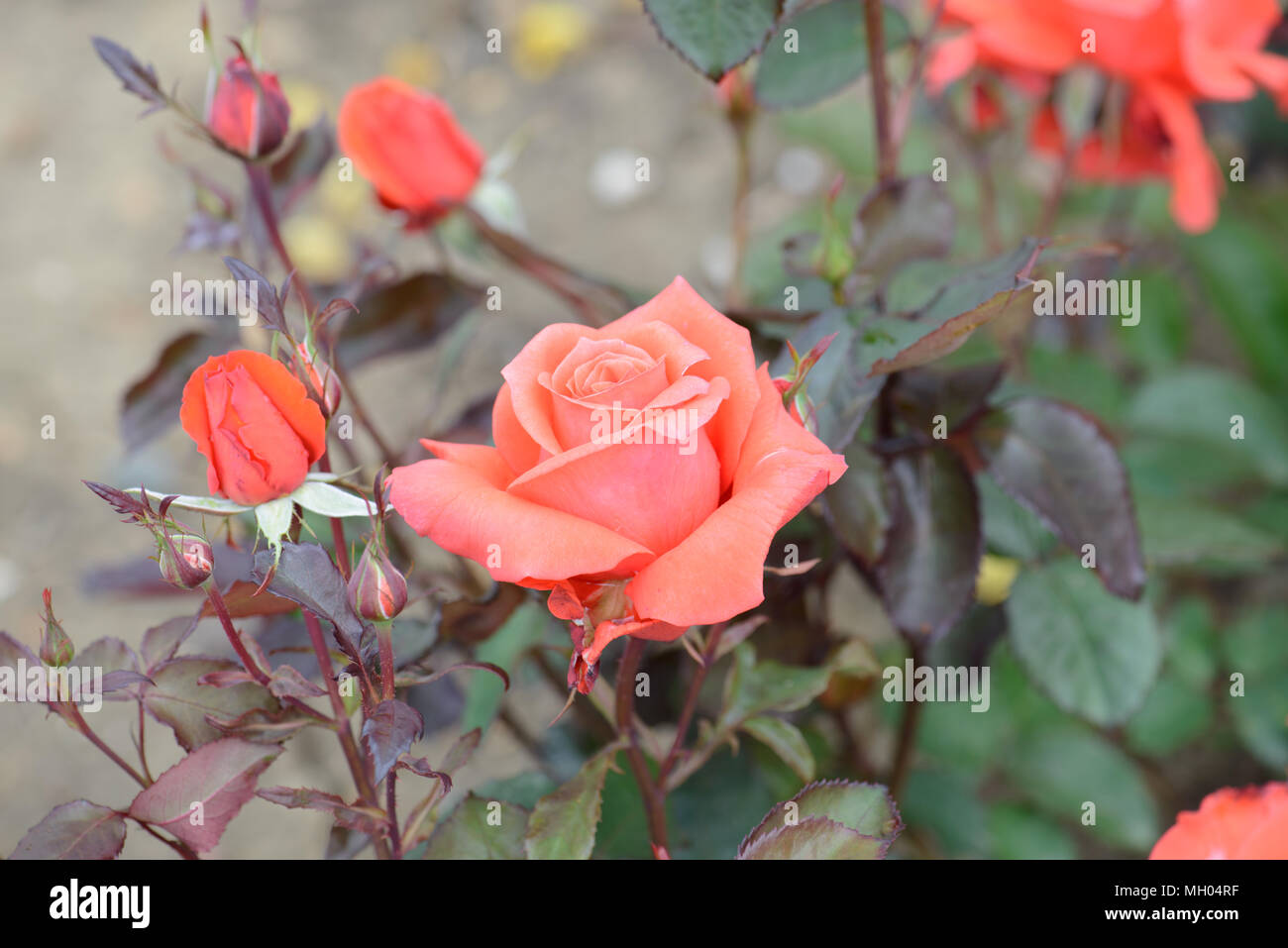 Rose Lady Rose Stock Photo - Alamy