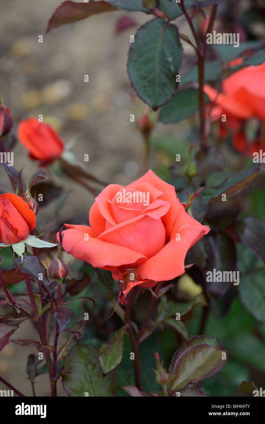 Lady rose hi-res stock photography and images - Alamy