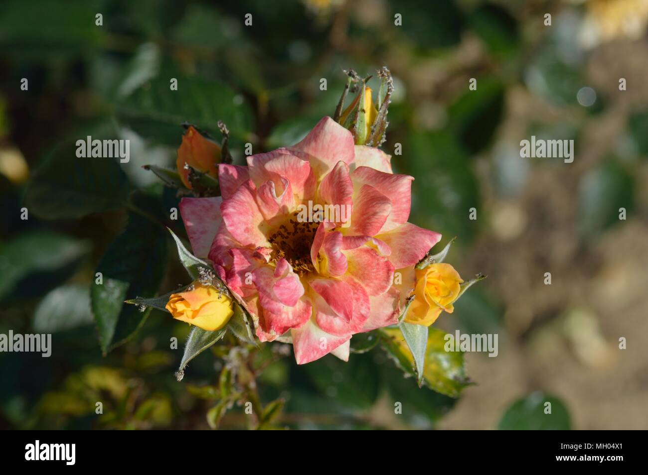 Rose Laura Ford Stock Photo - Alamy