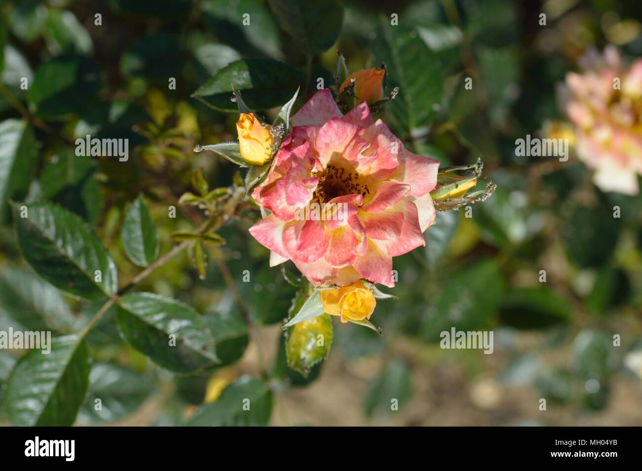 Rose Laura Ford Stock Photo - Alamy