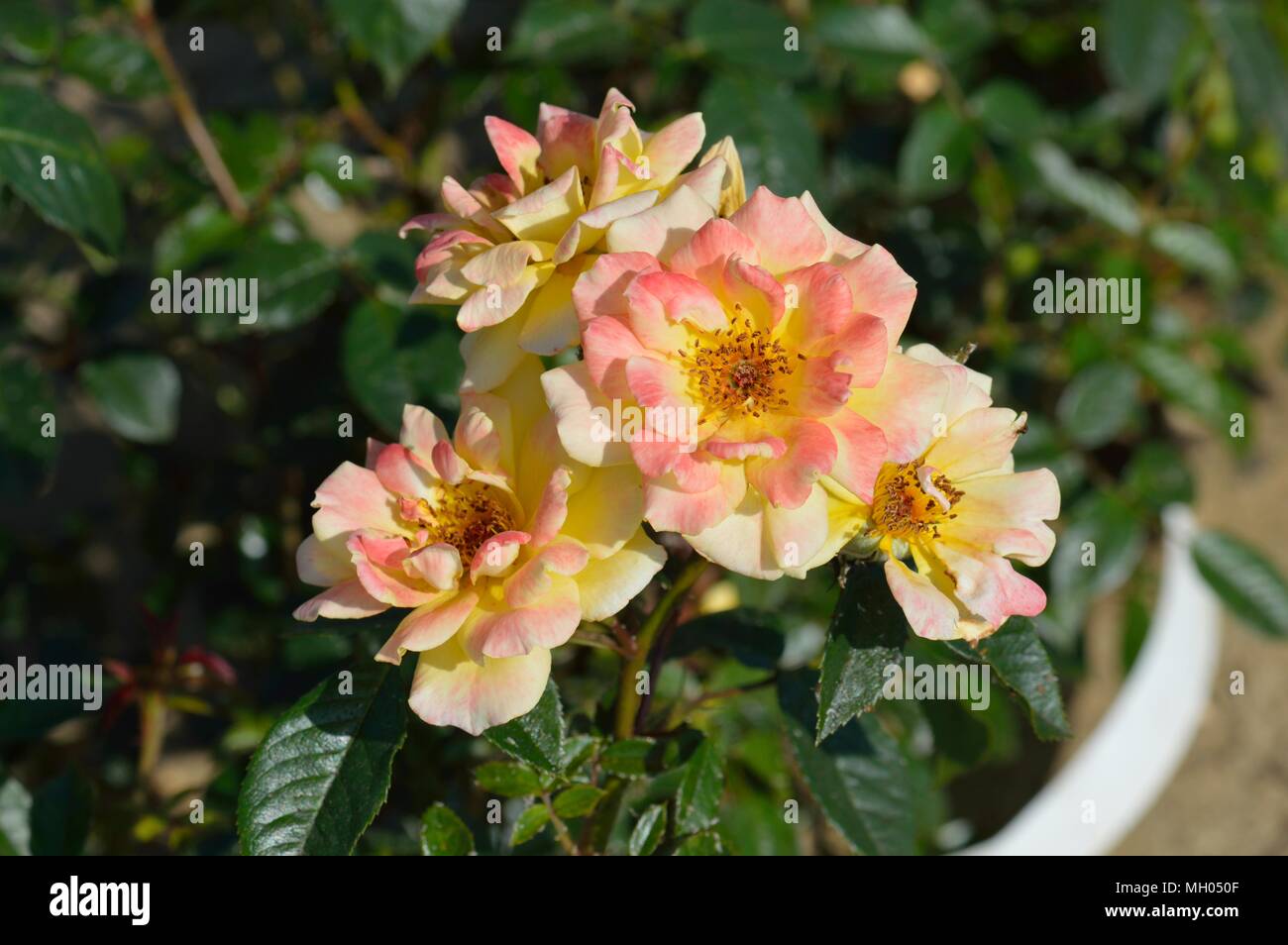 Rose Laura Ford Stock Photo - Alamy