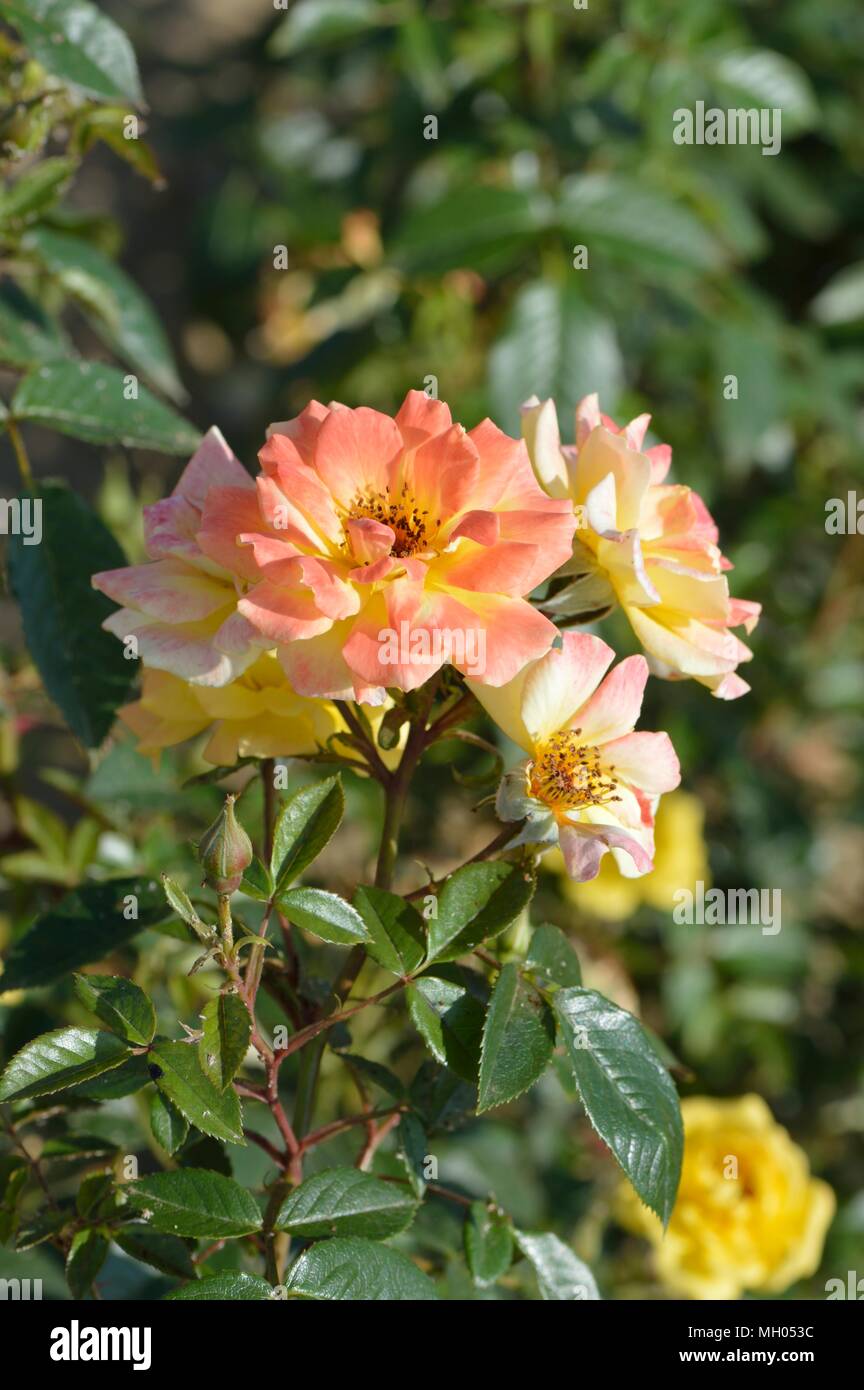 Rose Laura Ford Stock Photo - Alamy