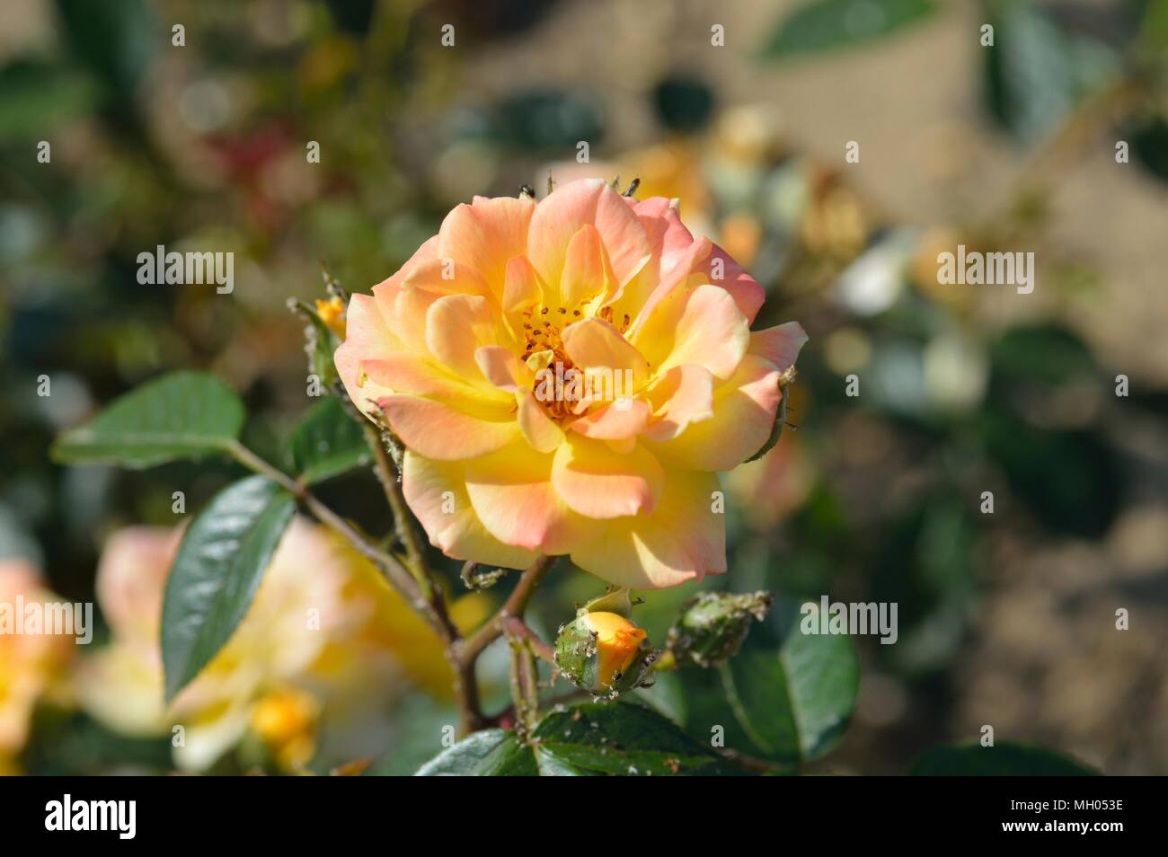 Rose Laura Ford Stock Photo - Alamy