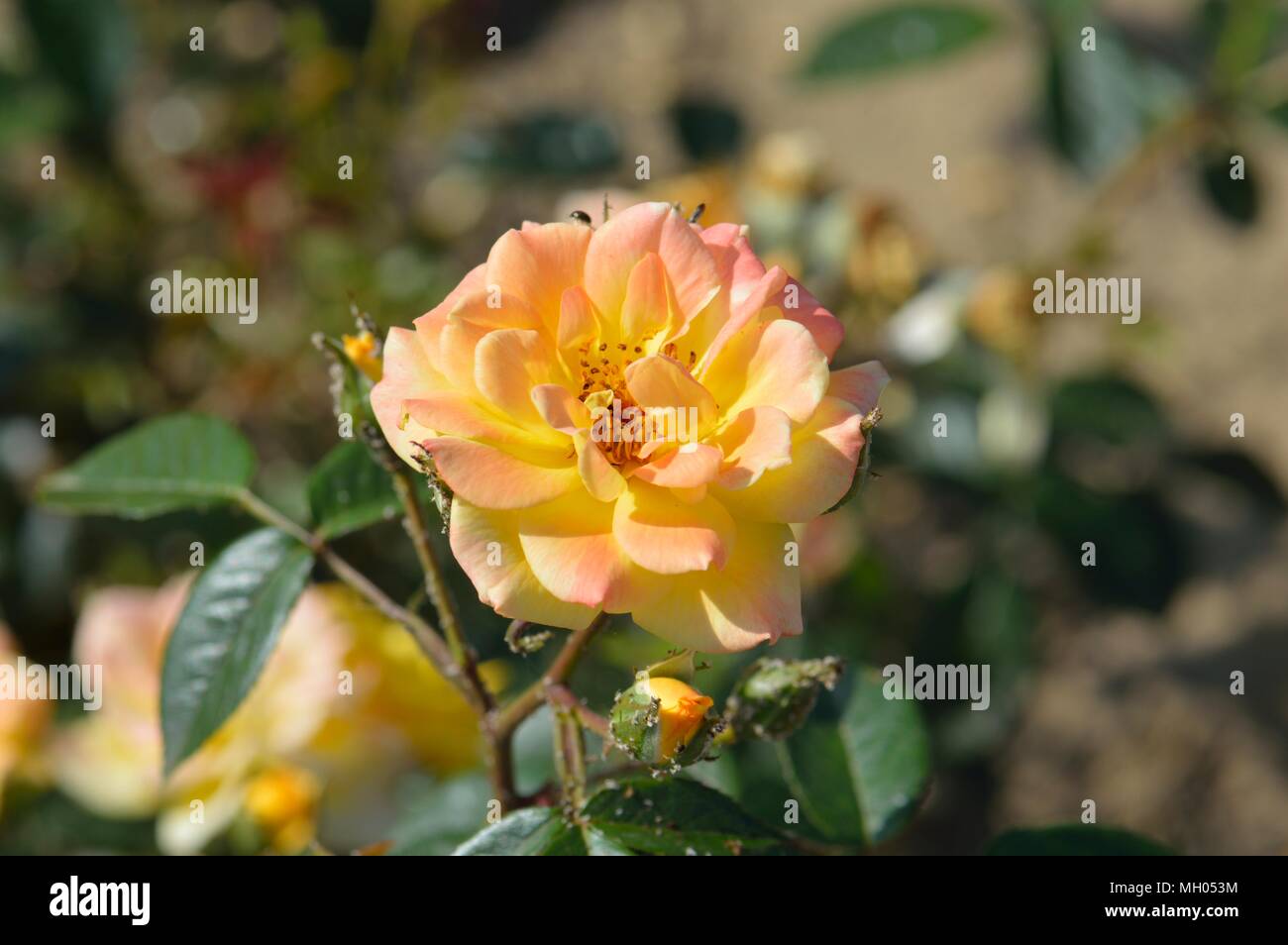 Laura ford rose hi-res stock photography and images - Alamy