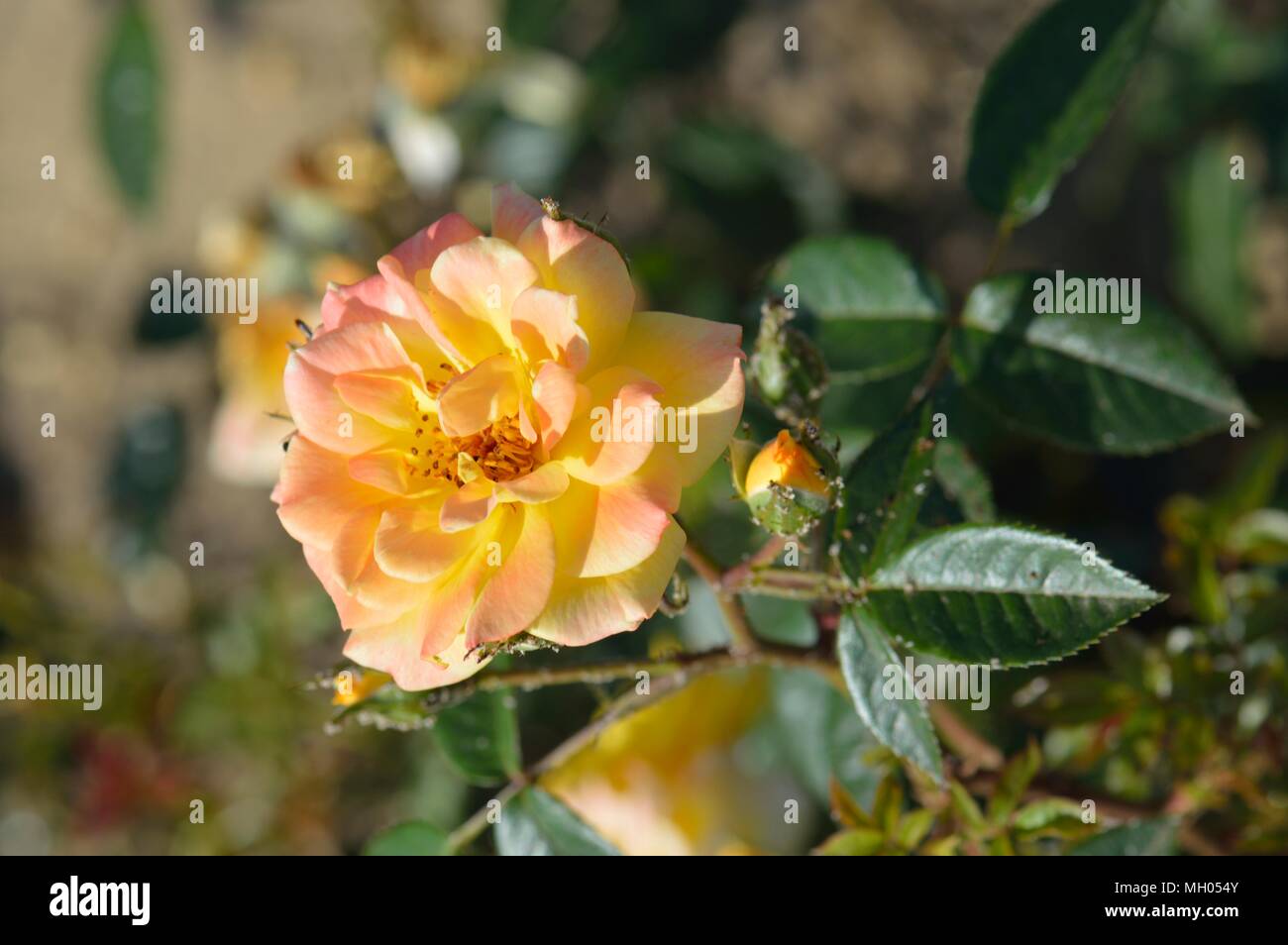 Rose Laura Ford Stock Photo - Alamy