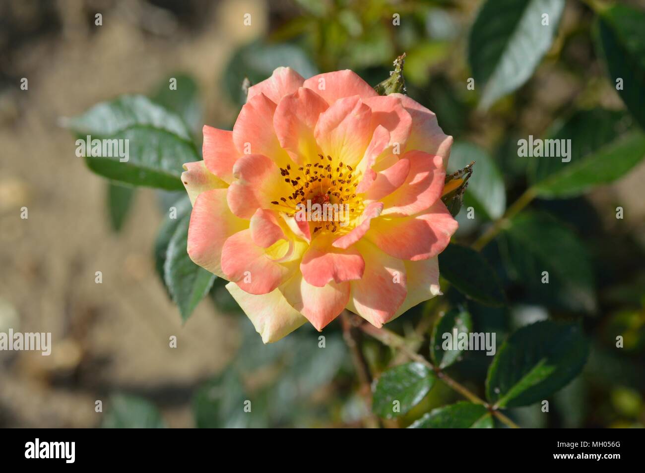 Rose Laura Ford Stock Photo - Alamy
