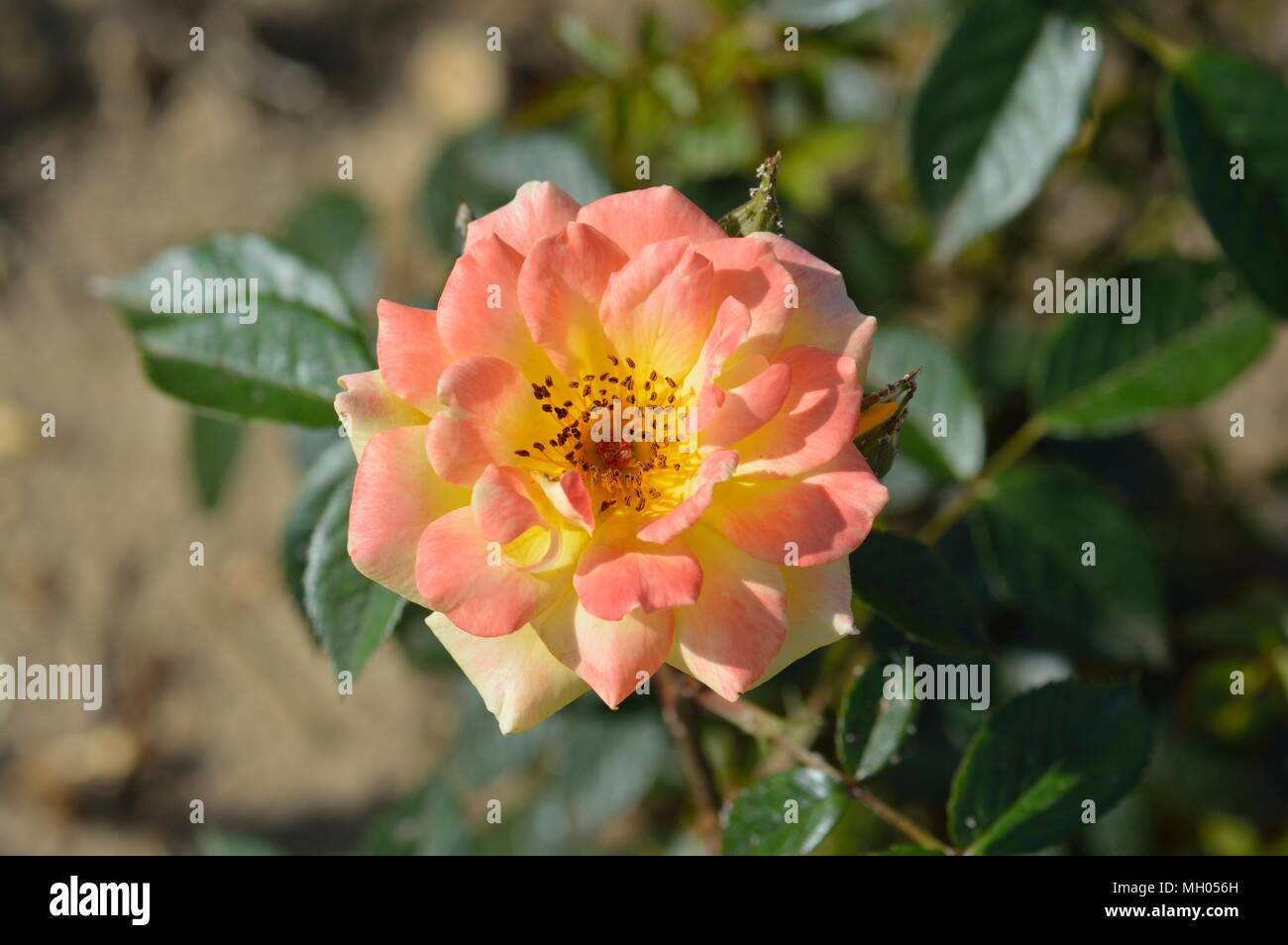 Laura ford rose hi-res stock photography and images - Alamy