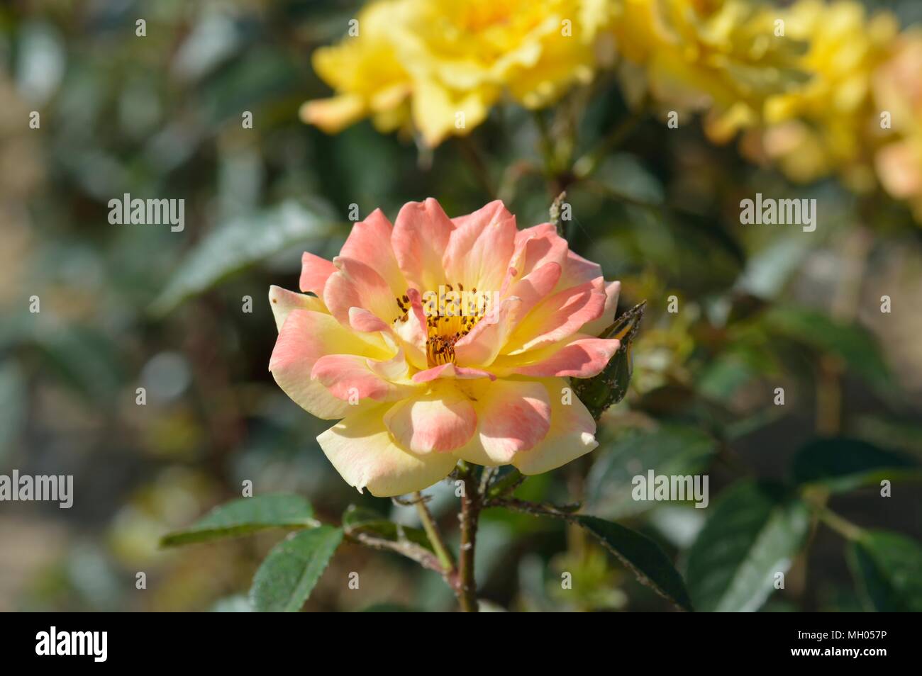 Rose Laura Ford Stock Photo - Alamy