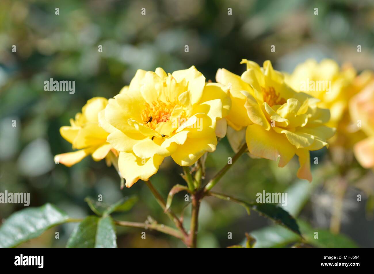 Rose Laura Ford Stock Photo - Alamy
