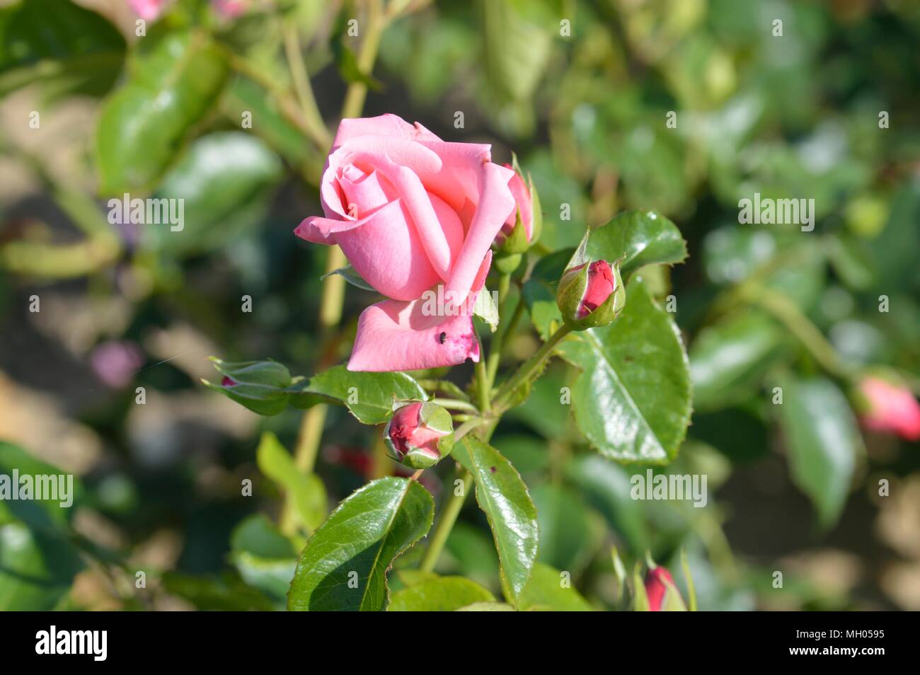 Ornimental flowers hi-res stock photography and images - Alamy