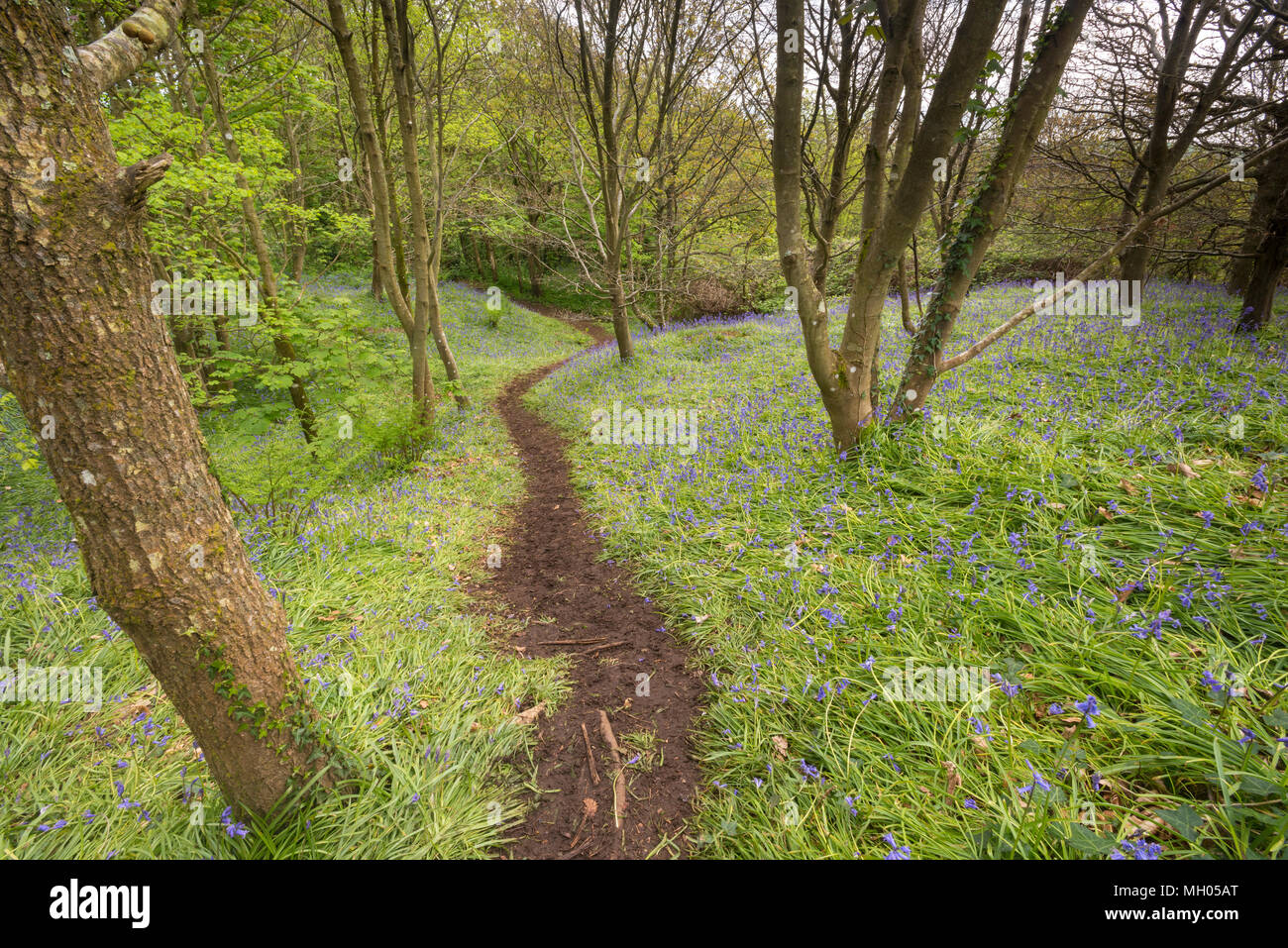 A picturesque and atmospheric pathway winding its way through a ...