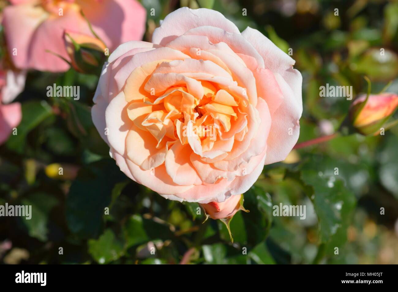 Lazy days of summer hi-res stock photography and images - Alamy