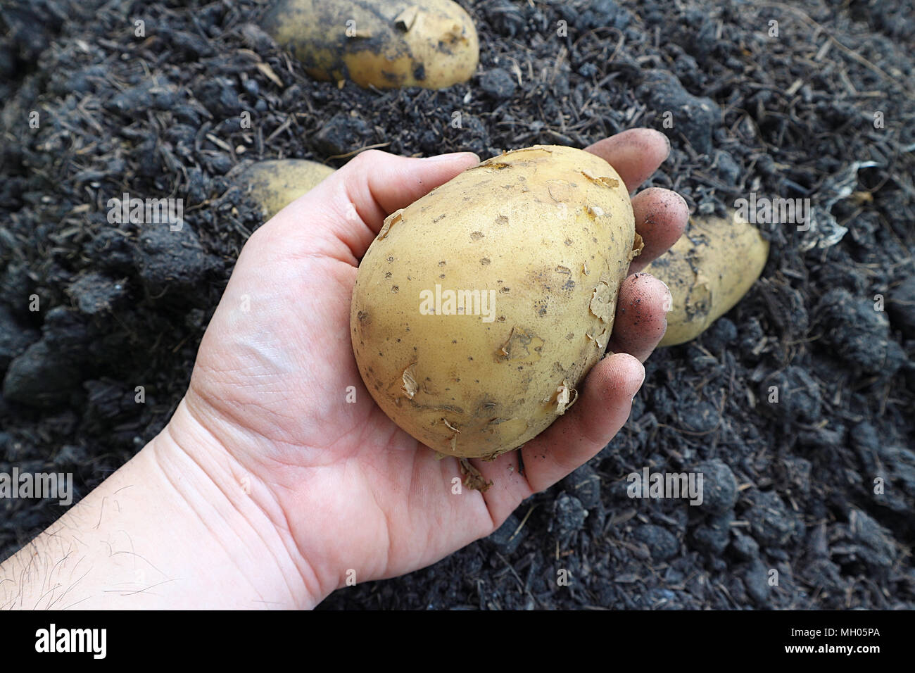Carry potato hi-res stock photography and images - Alamy