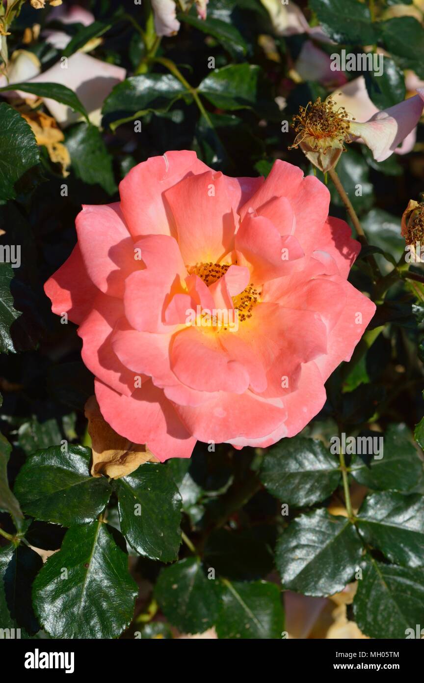 Lazy days of summer hi-res stock photography and images - Alamy