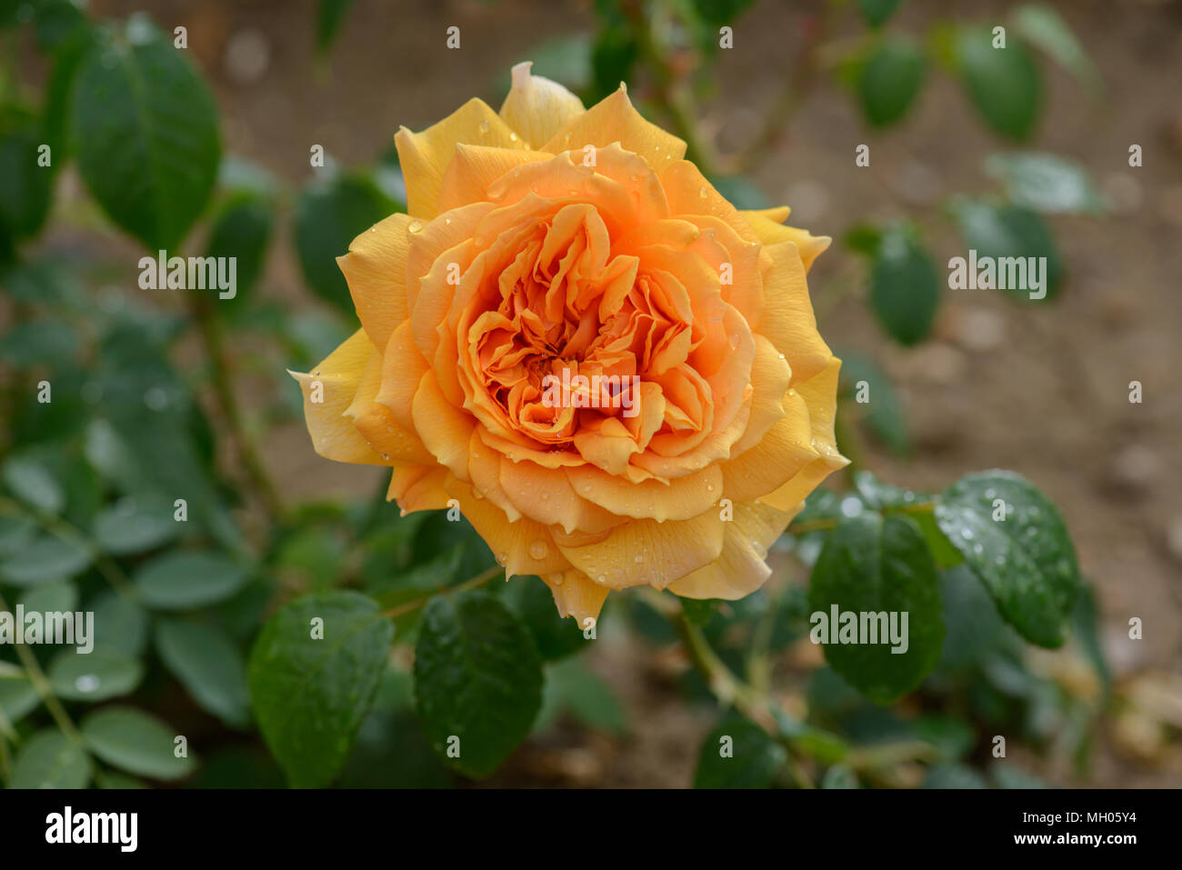 Tu tu rosa hi-res stock photography and images - Alamy