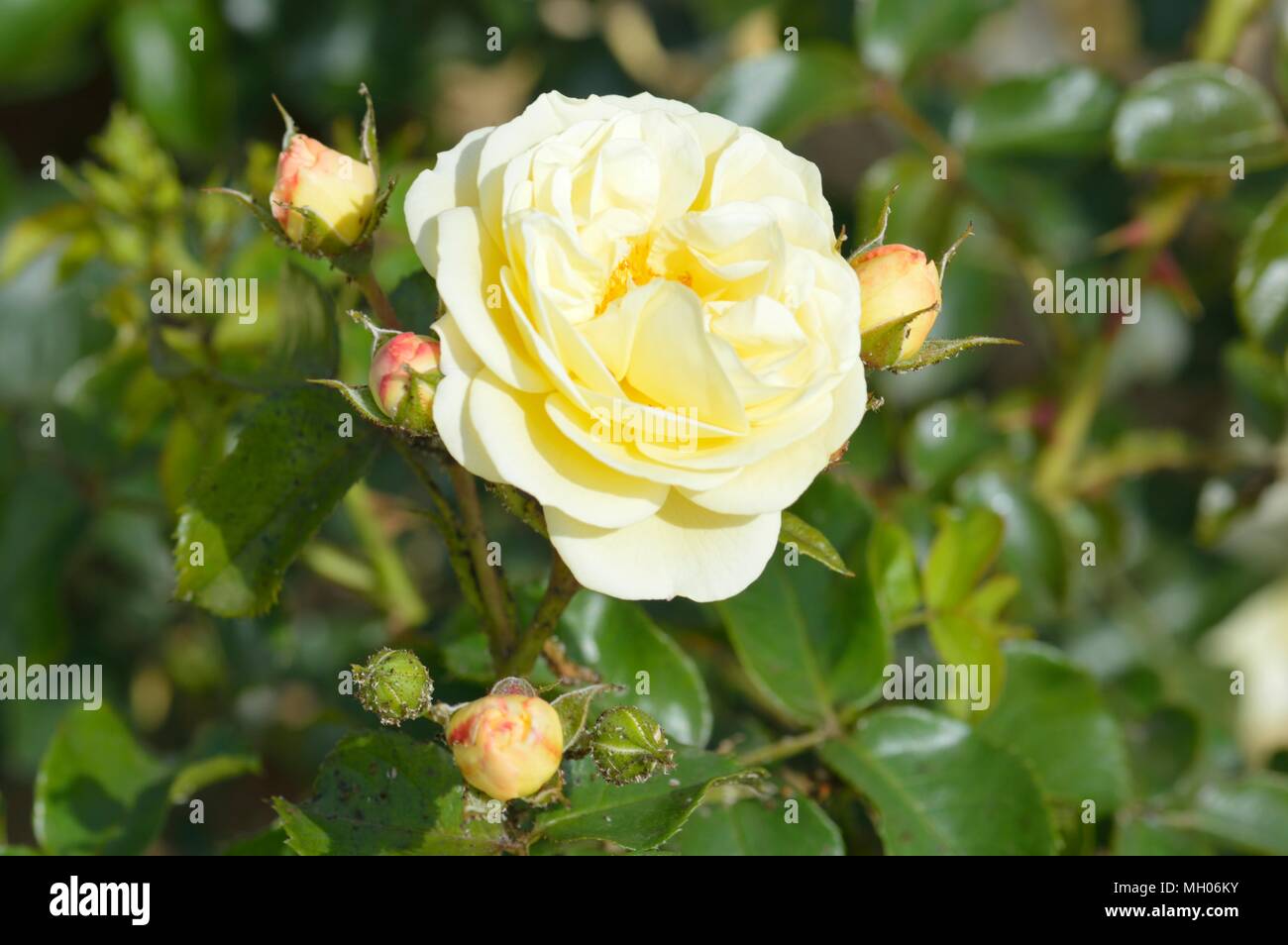 Rose light hi-res stock photography and images - Alamy