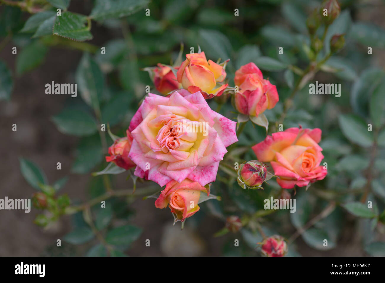 Rose Little Sunset Stock Photo - Alamy