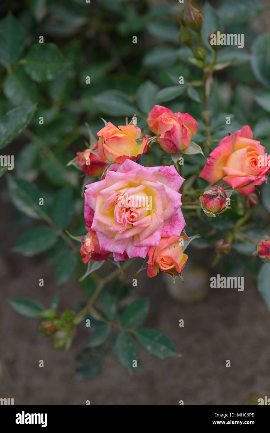 Little sunset rose hi-res stock photography and images - Alamy