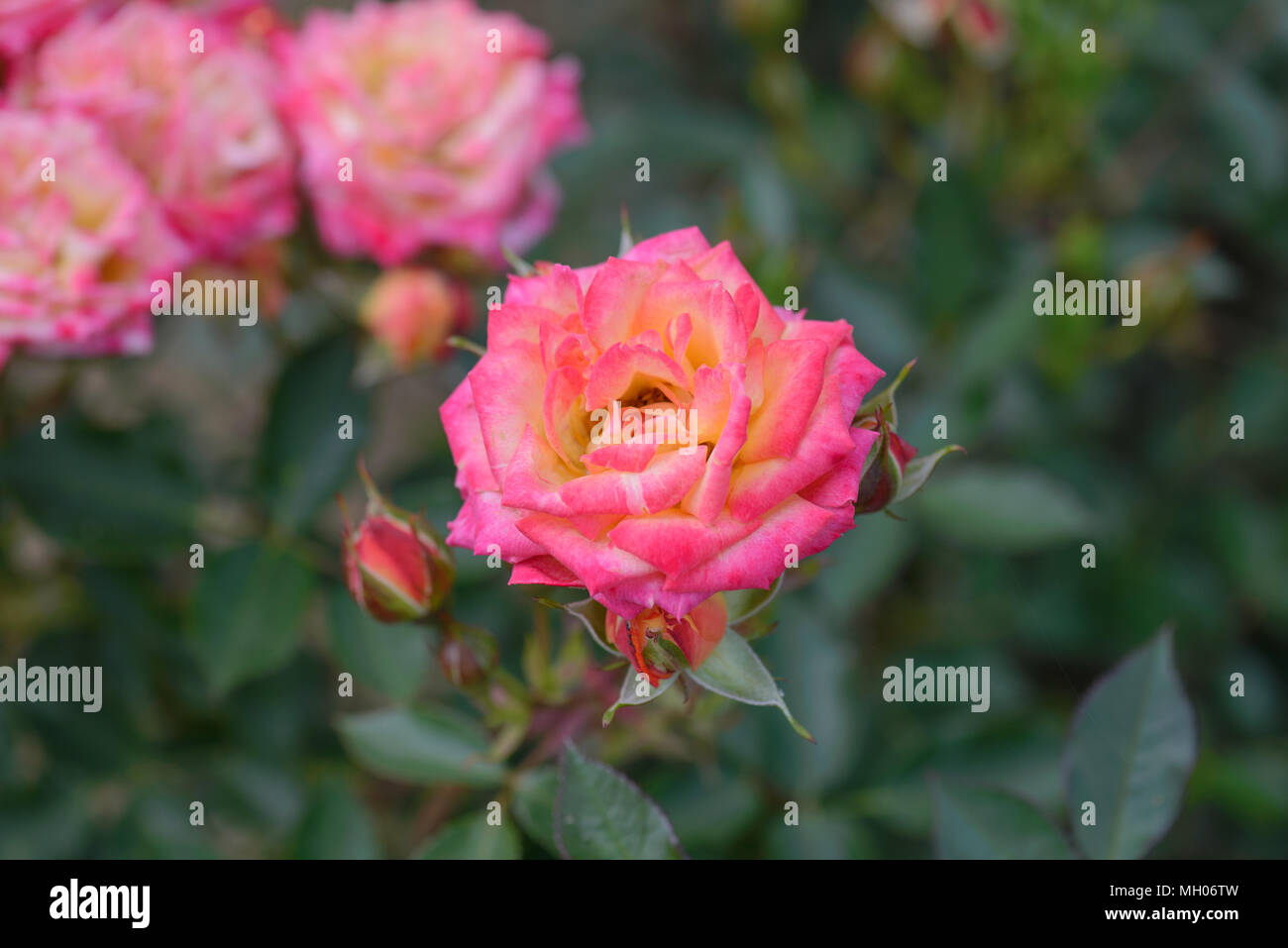 Little sunset rose hi-res stock photography and images - Alamy