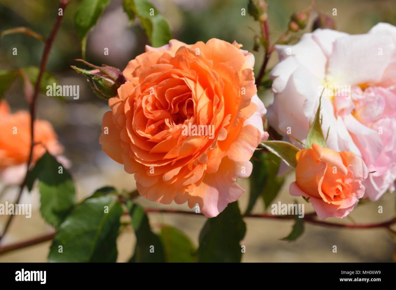 Rose Louise Clements Stock Photo - Alamy