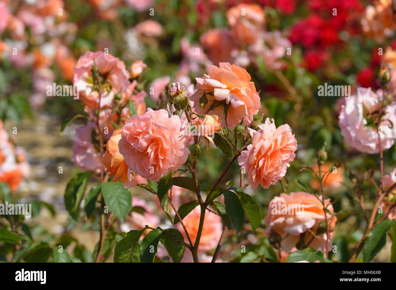 Rose Louise Clements Stock Photo - Alamy