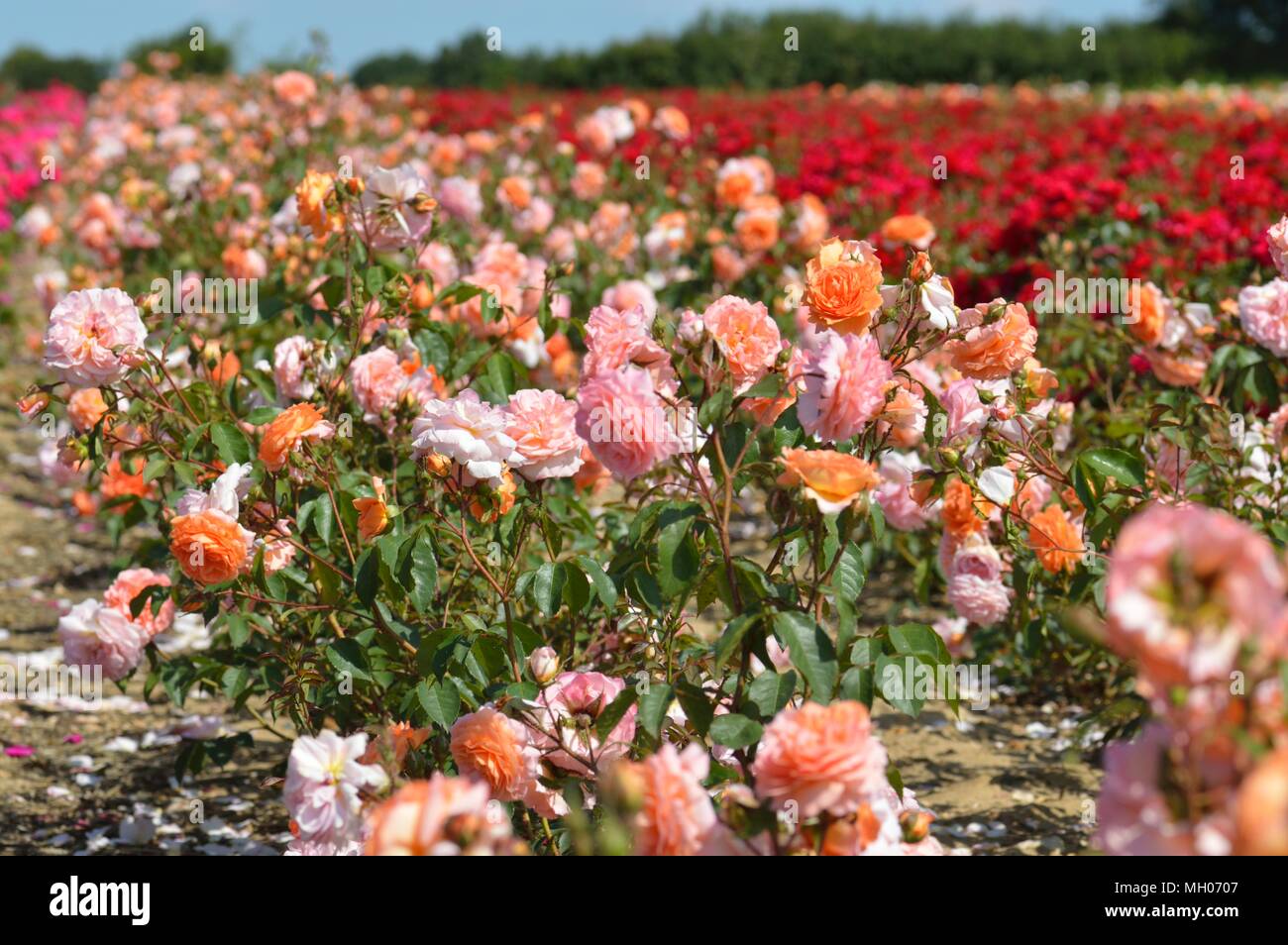 Rosa louise clements hi-res stock photography and images - Alamy