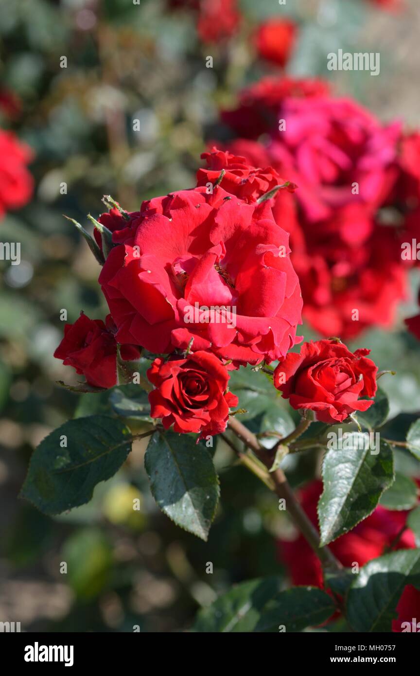 Rosa love knot hi-res stock photography and images - Alamy