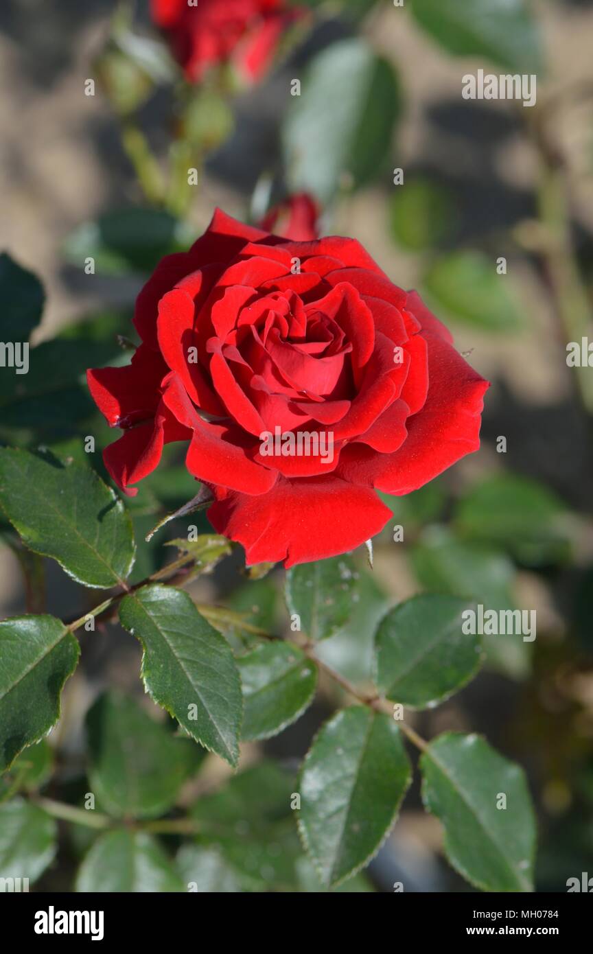 Rosa love knot hi-res stock photography and images - Alamy