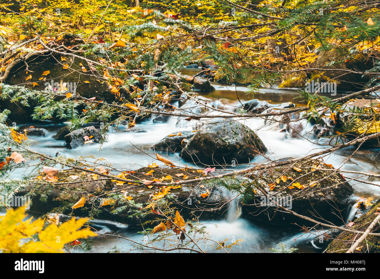 A small rocky stream in the middle of the forest Stock Photo - Alamy