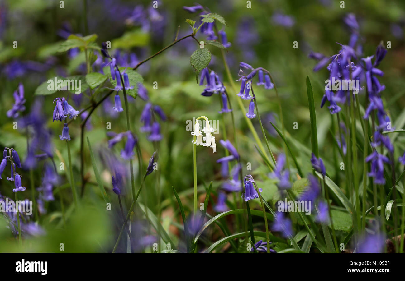 A rare native white bluebell in Kings Wood near Ashford in Kent Stock ...