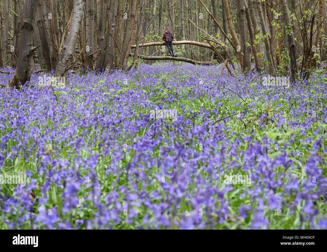 Isla Stanton views bluebells in Kings Wood near Ashford in Kent Stock ...