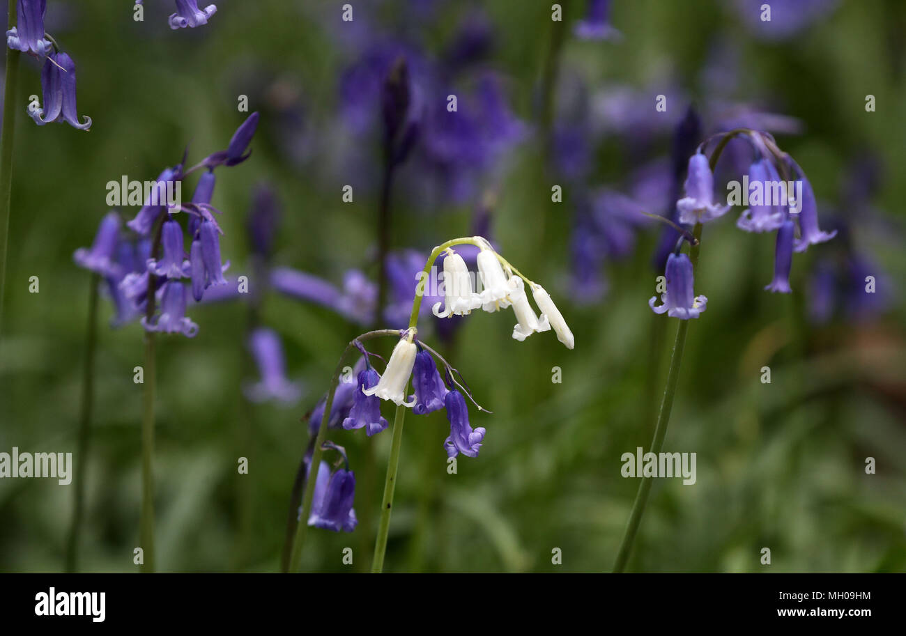 A rare native white bluebell in Kings Wood near Ashford in Kent Stock ...