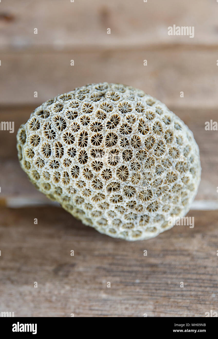 Coral ball hi-res stock photography and images - Alamy