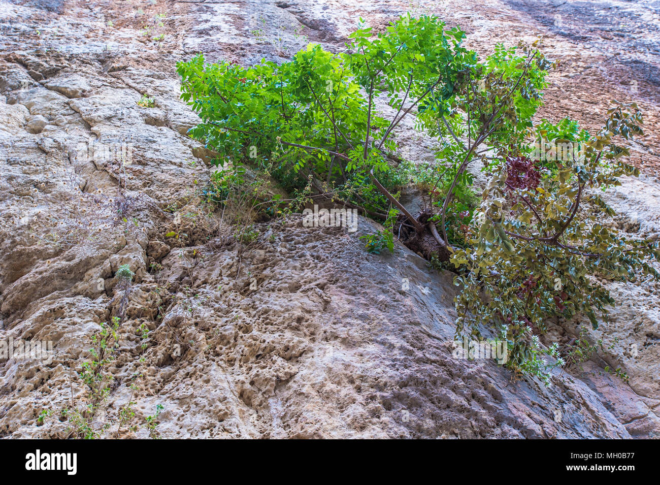 Nature of Syria Stock Photo - Alamy