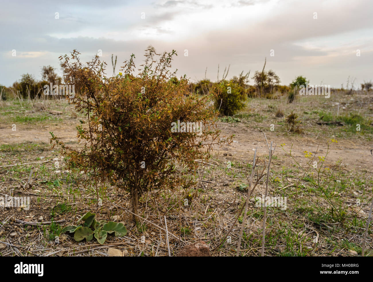 Nature of Ugarit, an ancient port city on the eastern Mediterranean at ...