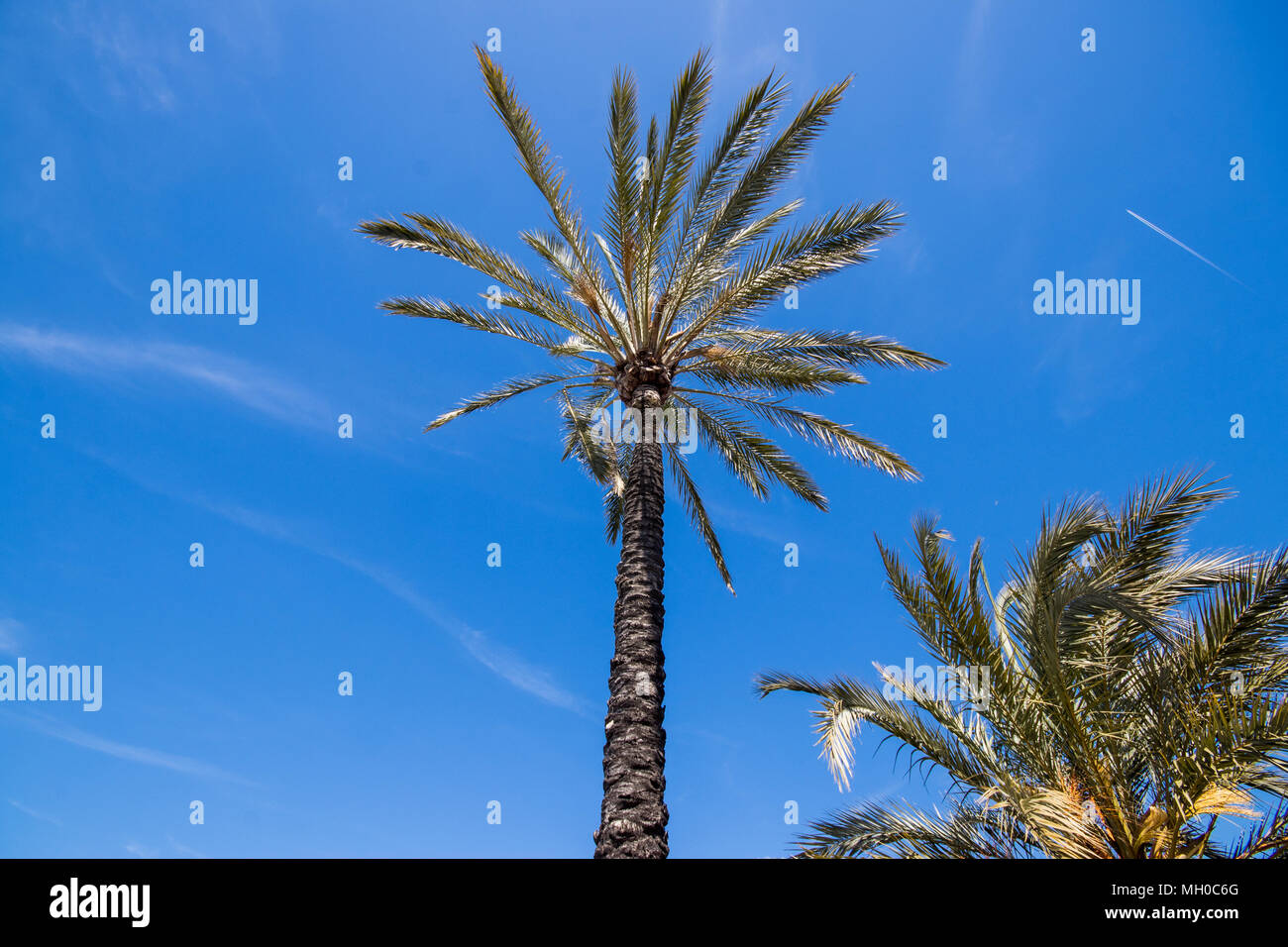 Date palm tree (Phoenix dactylifera) against a blue sky Stock Photo - Alamy