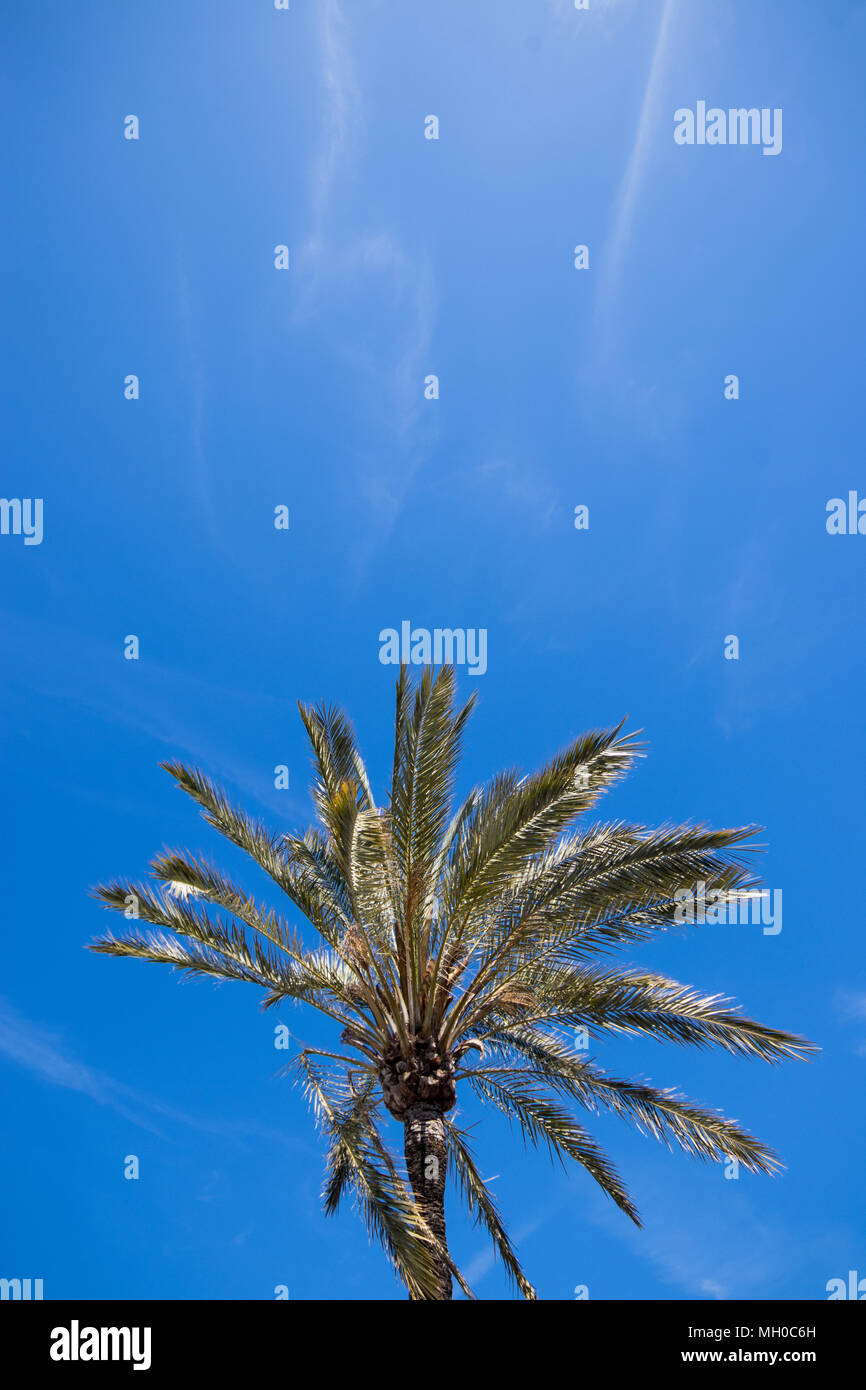 Date palm tree (Phoenix dactylifera) against a blue sky Stock Photo - Alamy