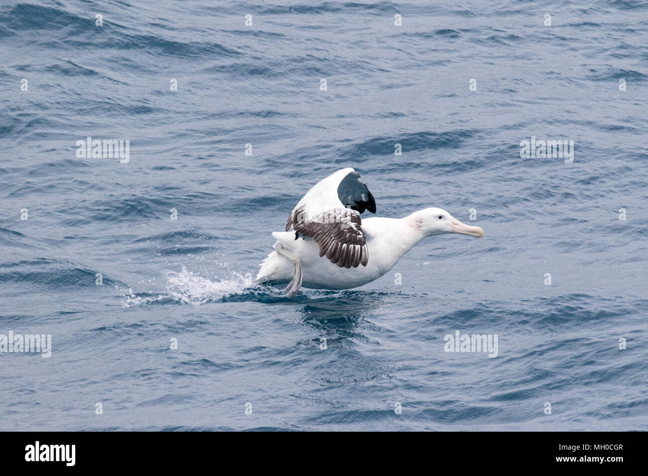wandering albatross Diomedea exulans mature adult taking off from ...