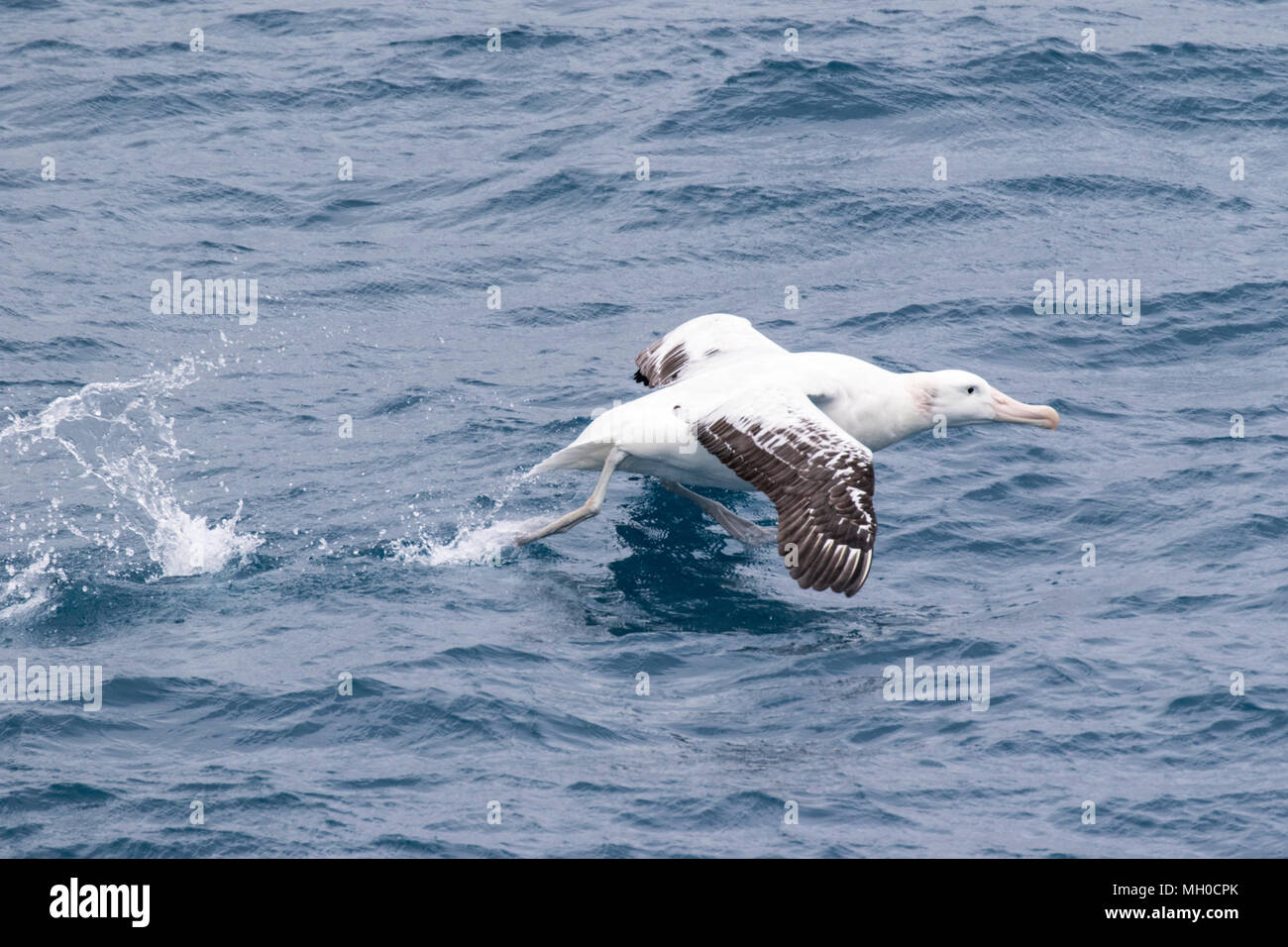 wandering albatross Diomedea exulans mature adult taking off from ...