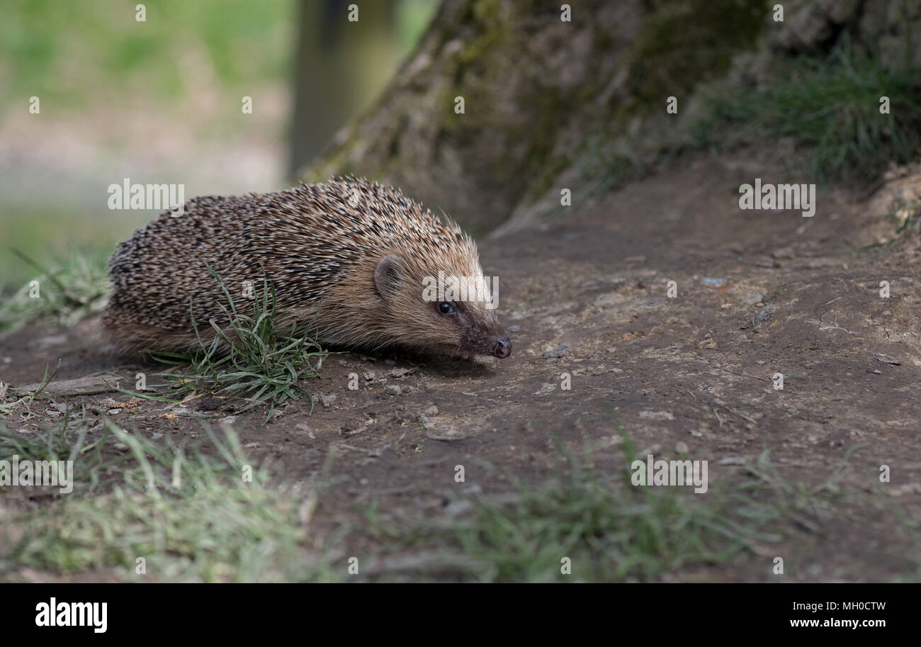 Hedgehog-Erinaceus europaeus. Uk Stock Photo - Alamy