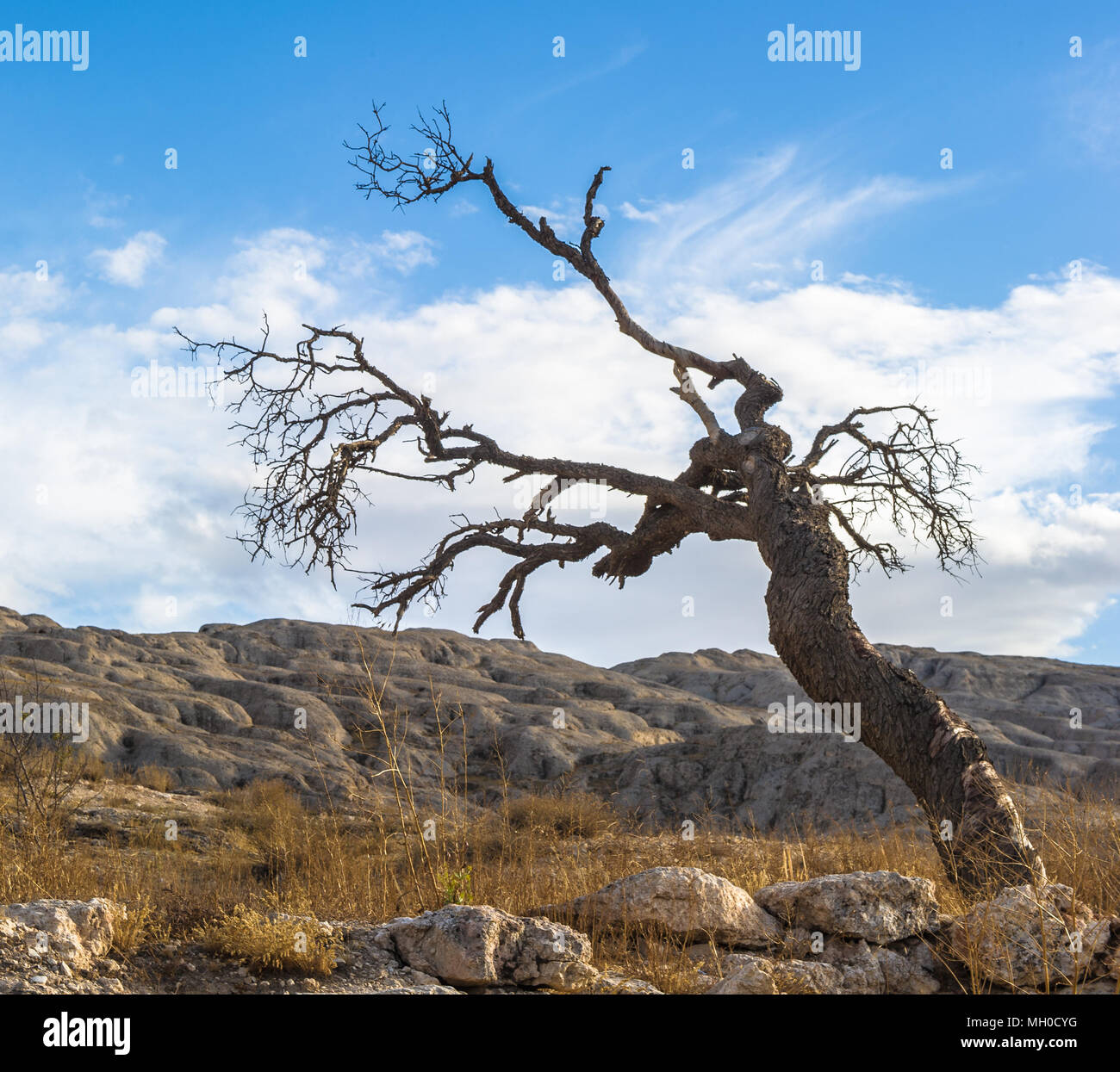 Dry tree over the mountain with stones Stock Photo - Alamy
