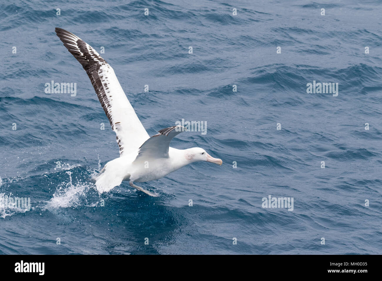 wandering albatross Diomedea exulans mature adult taking off from ...