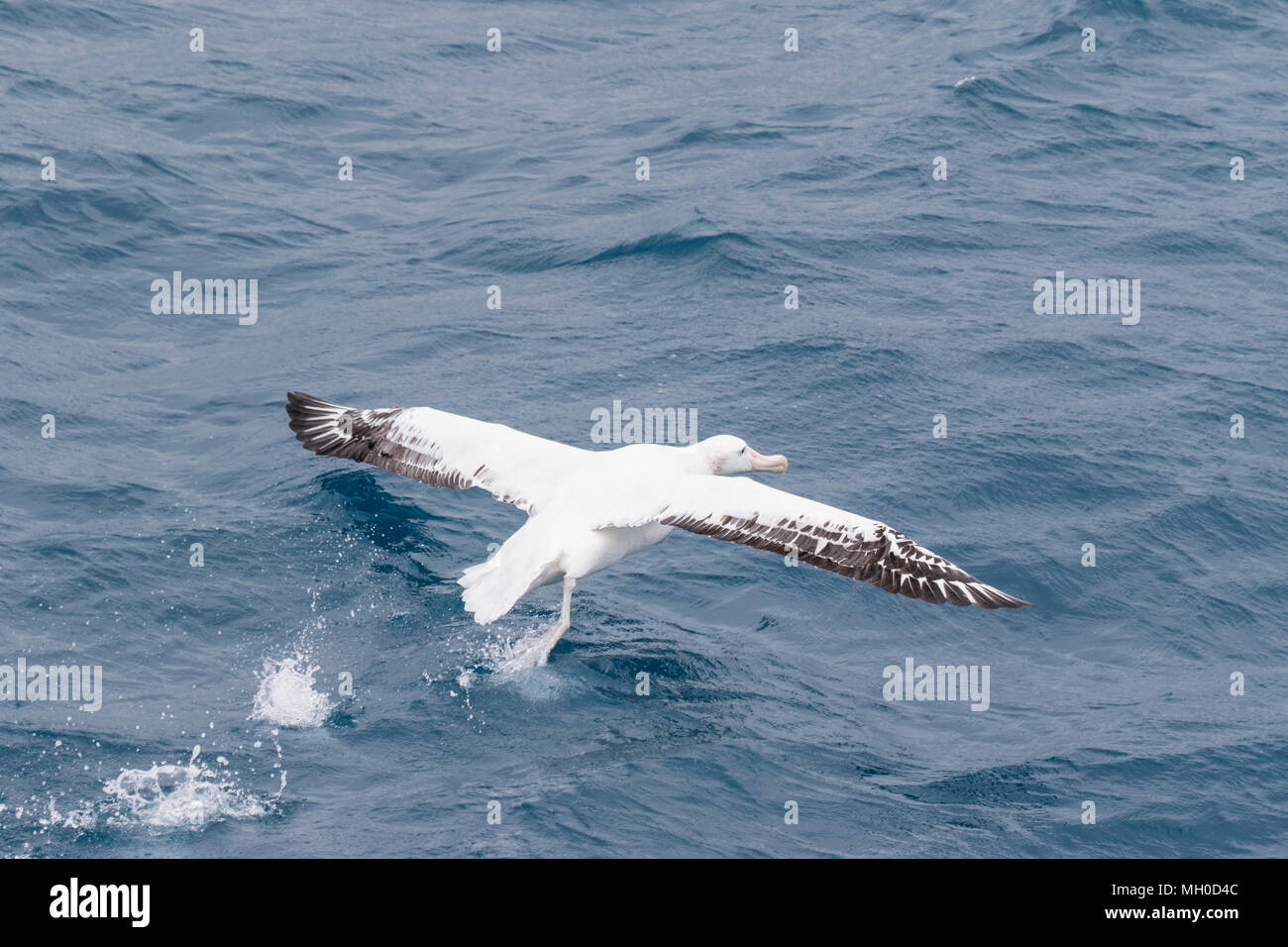 wandering albatross Diomedea exulans mature adult taking off from ...